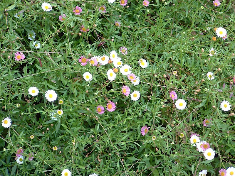 Mexican daisy – Thames Environmental Alliance