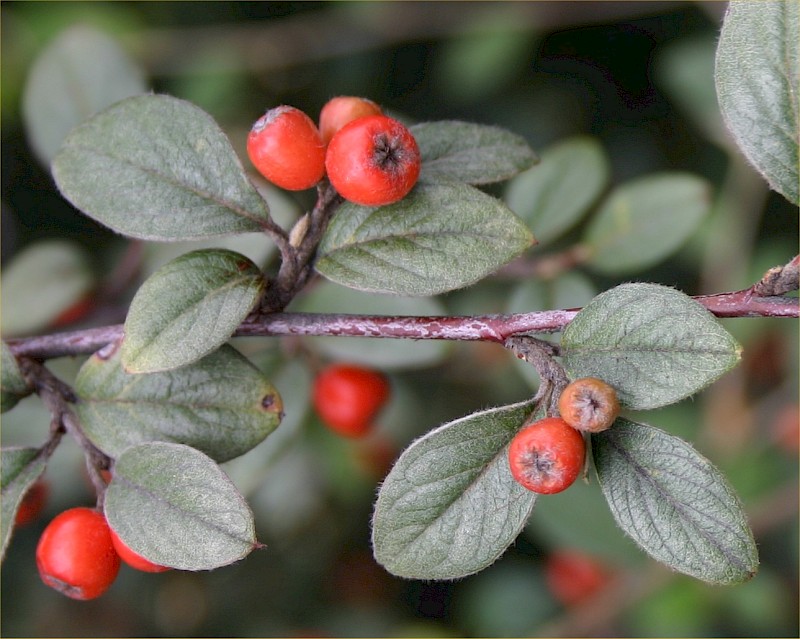 Cotoneaster franchetii – Thames Environmental Alliance