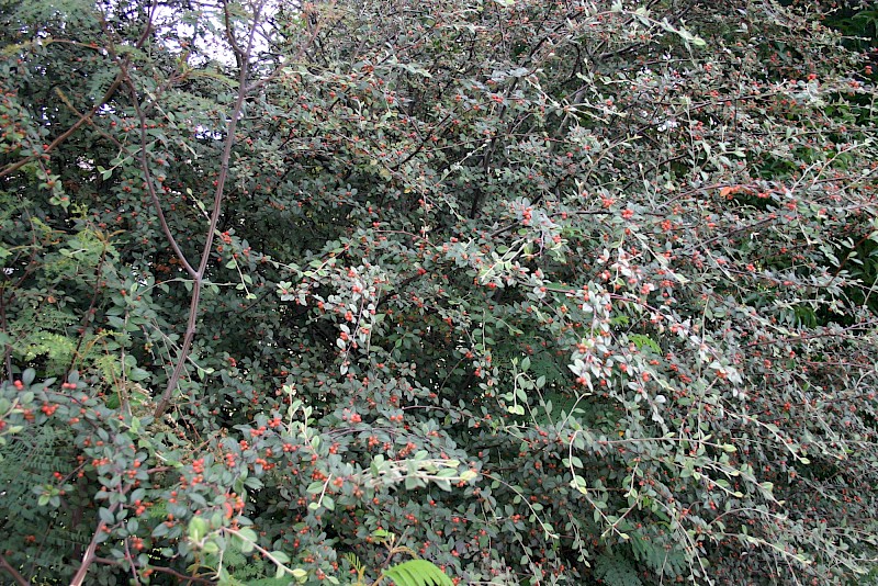 Cotoneaster franchetii – Thames Environmental Alliance