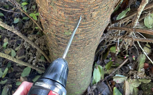DIY: Tree weeds at your place – Thames Environmental Alliance